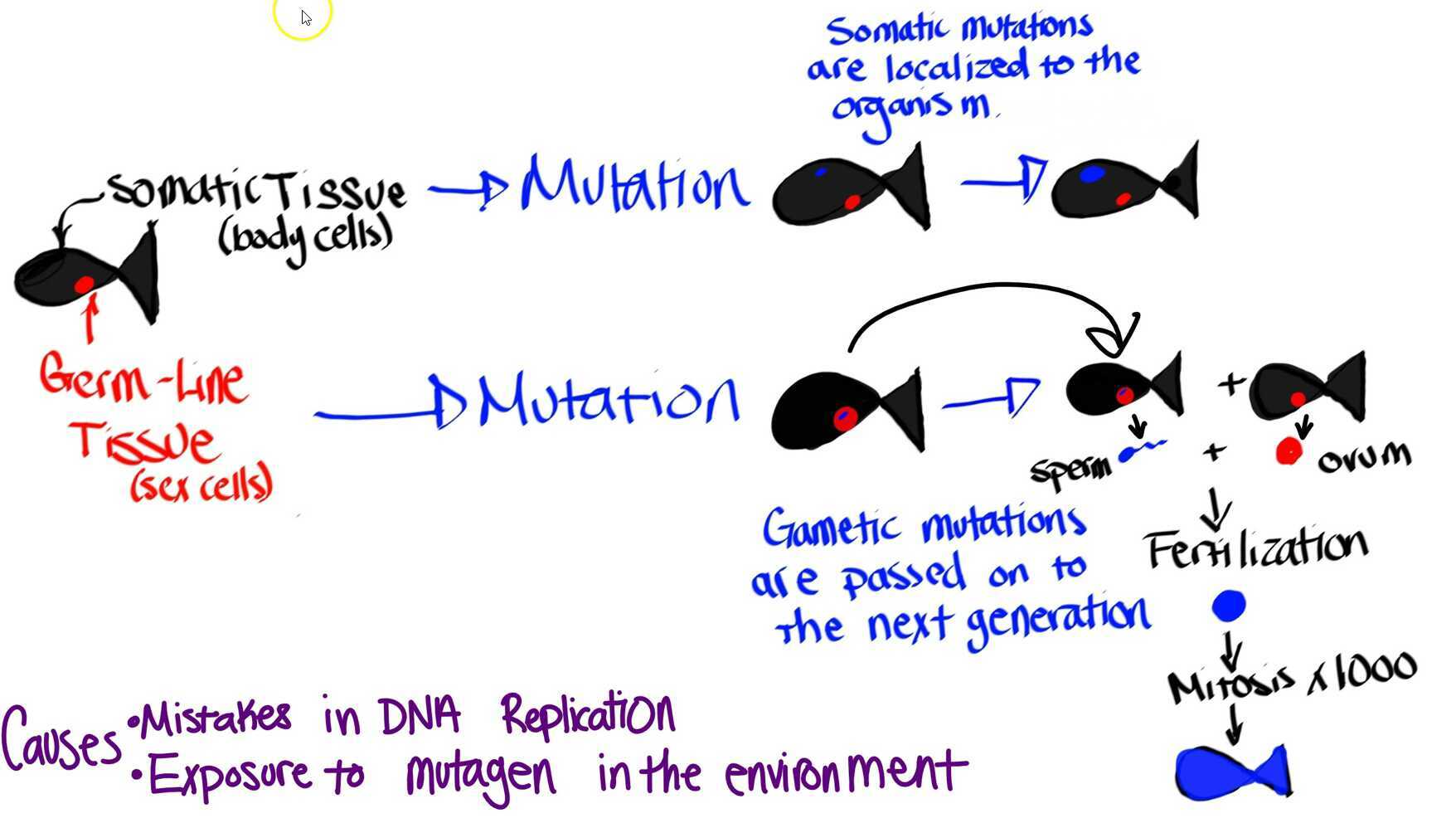 6E/G Somatic and Gametic Mutations