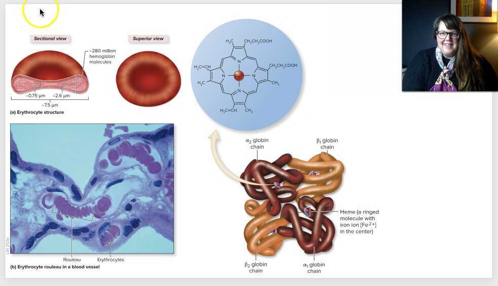 Blood 4 RBC Recycling