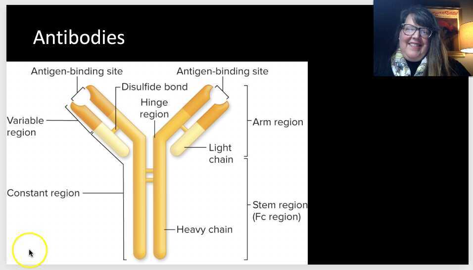 Immunity 10 Antibodies