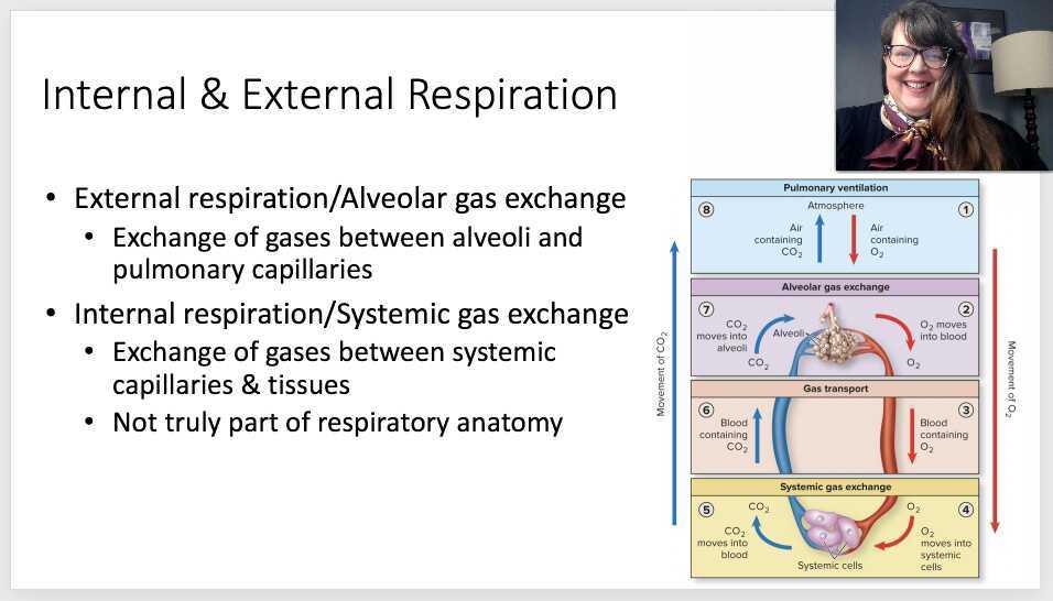 Respiratory 2 Gas Exchange Concepts