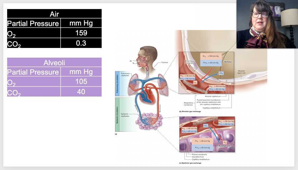 Respiratory 3 Gas Exchange