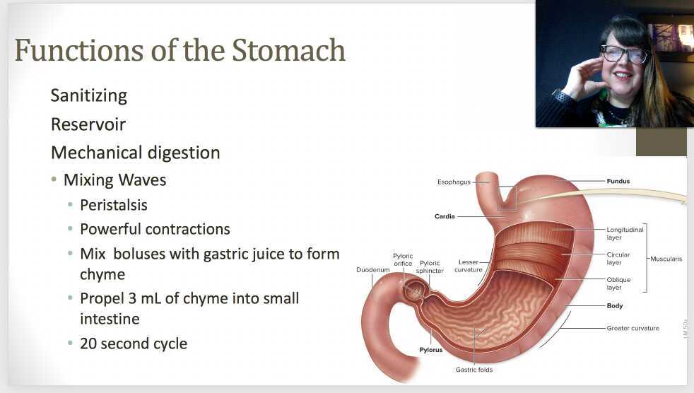 Digestive 3 Stomach