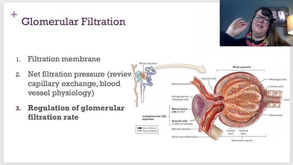 Urinary 3 Regulation of GFR