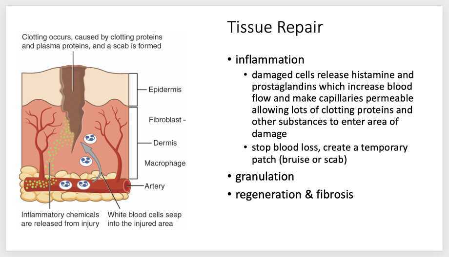BIO 145 Tissue Make-Up Tissue Repair