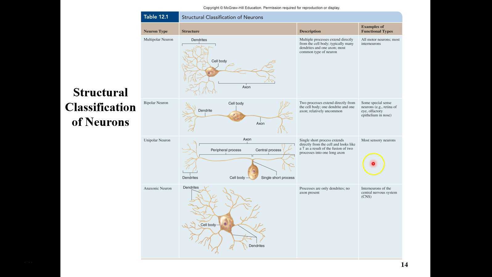 Nervous System- Part 2