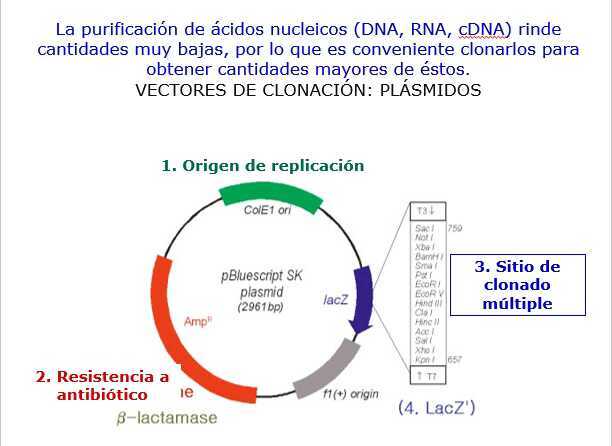 Plasmidos y Bibliotecas