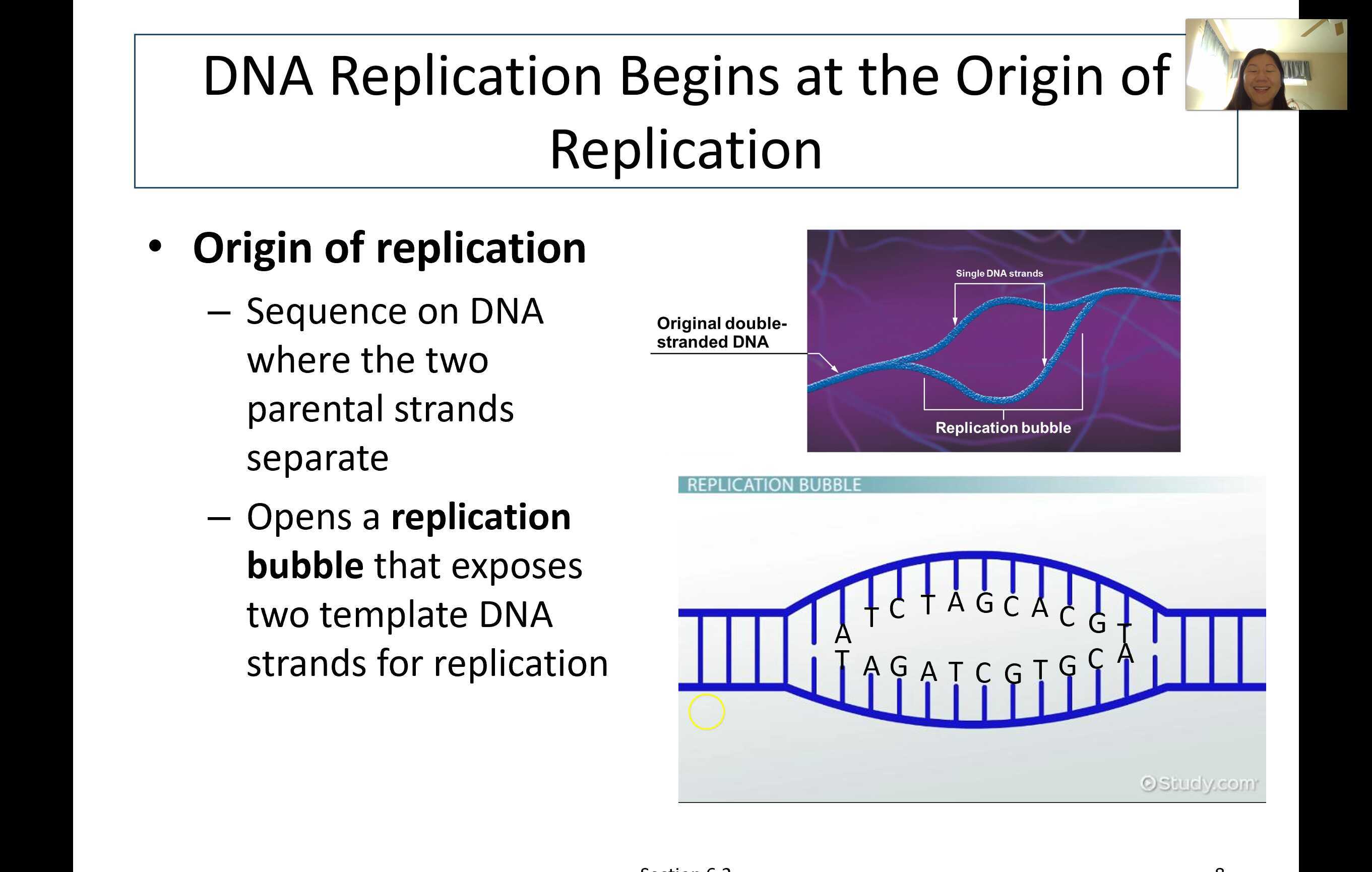 Bio 105 Ch 6 DNA Replication: Process