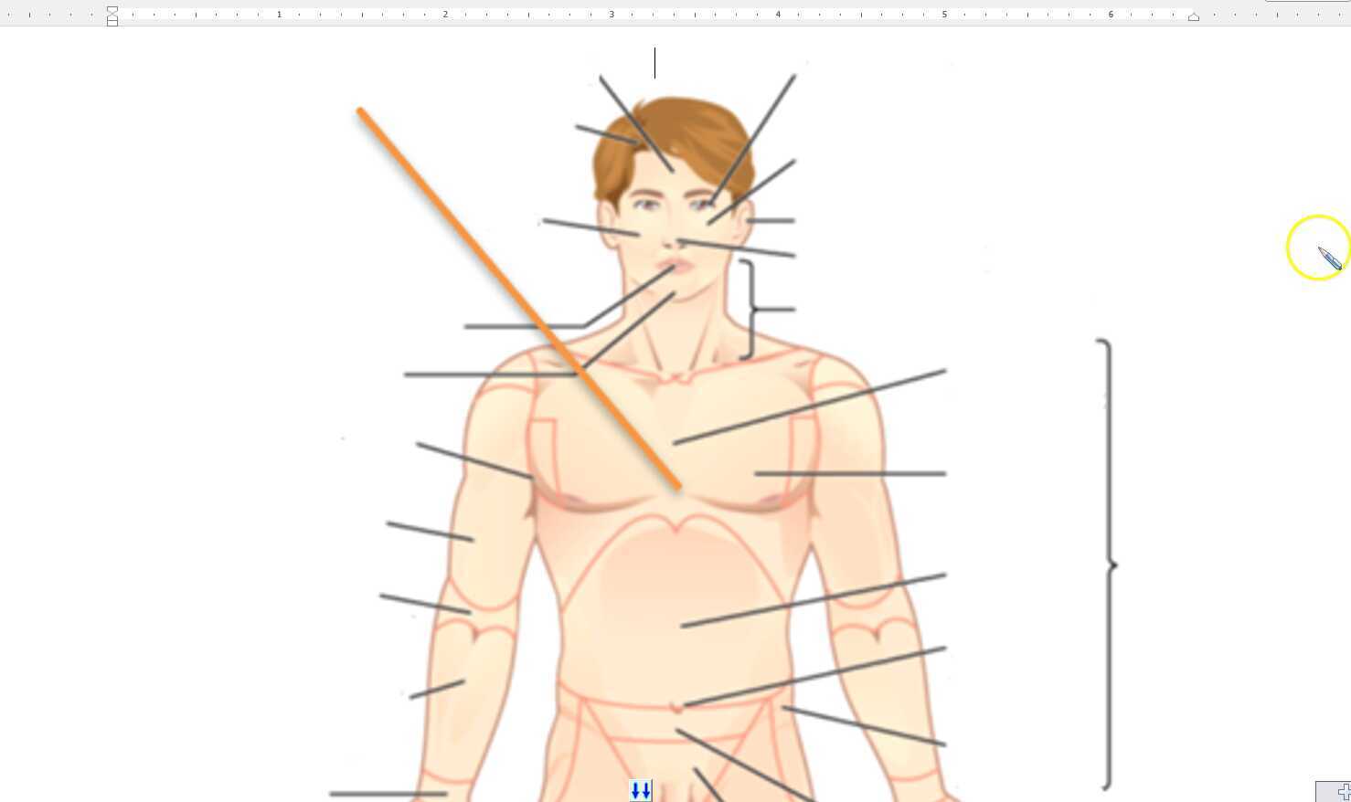 Body Regions Labeling Anterior View