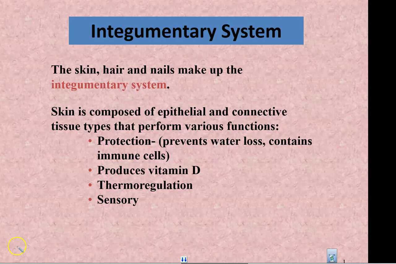 Integumentary System-Lab