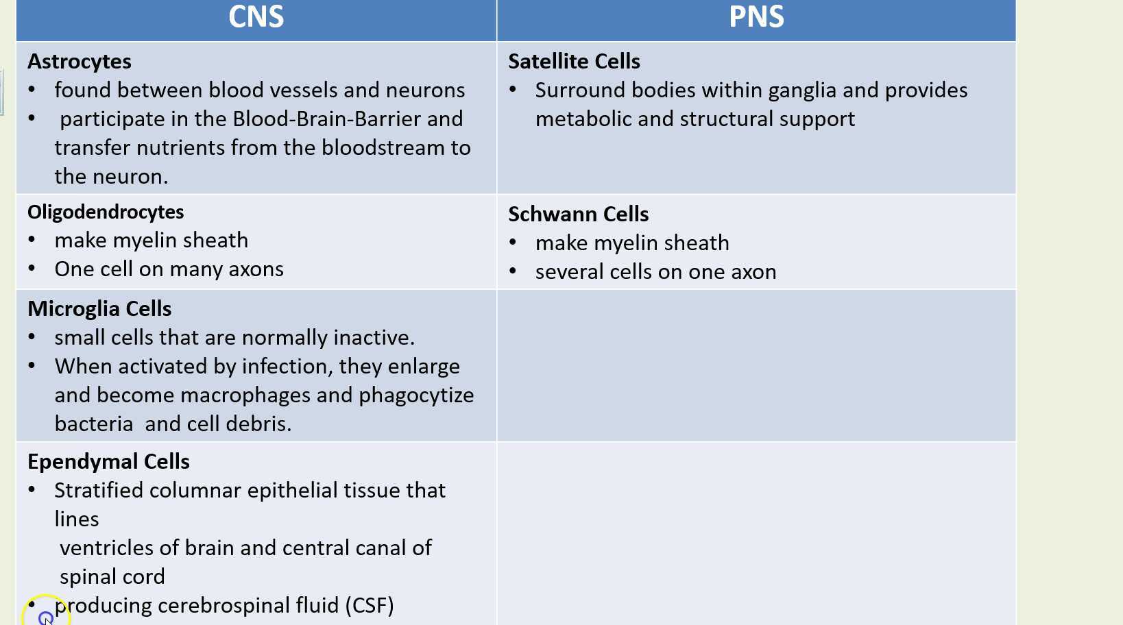Glial cells of PNS video