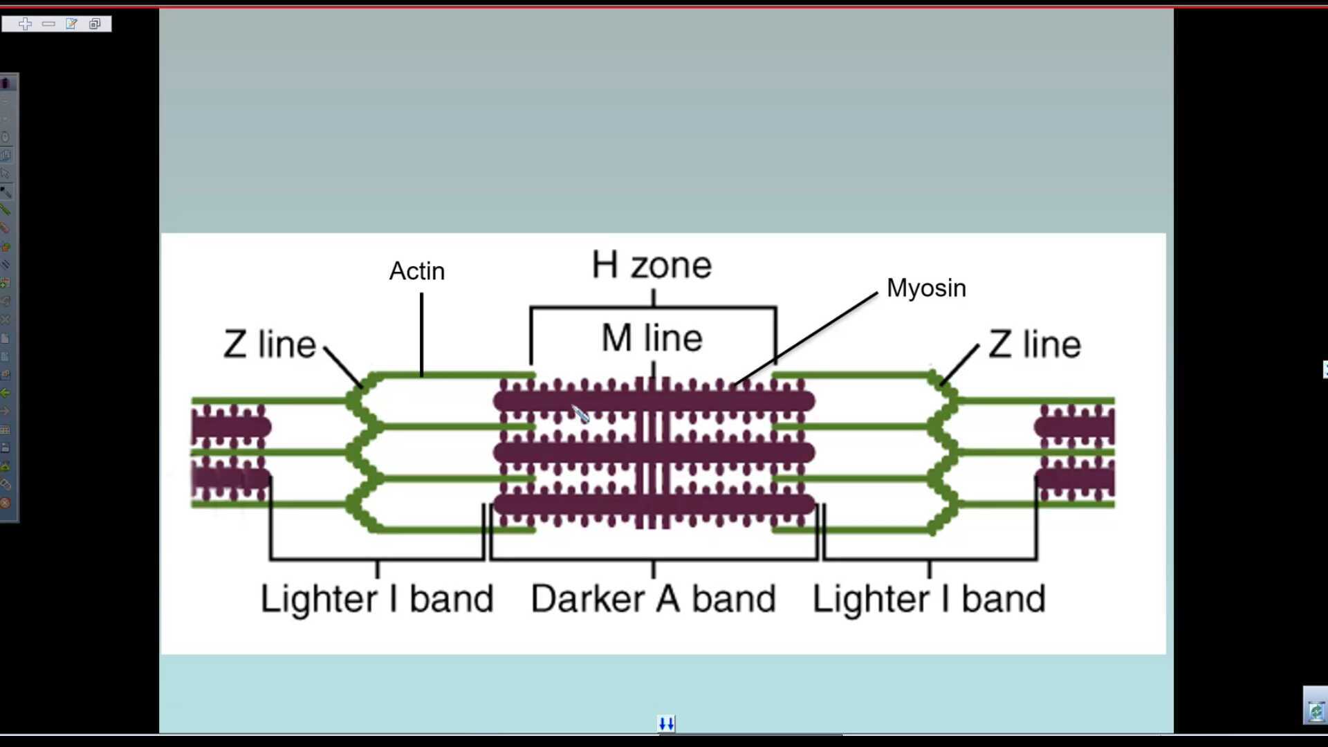 Myofibril labeling video