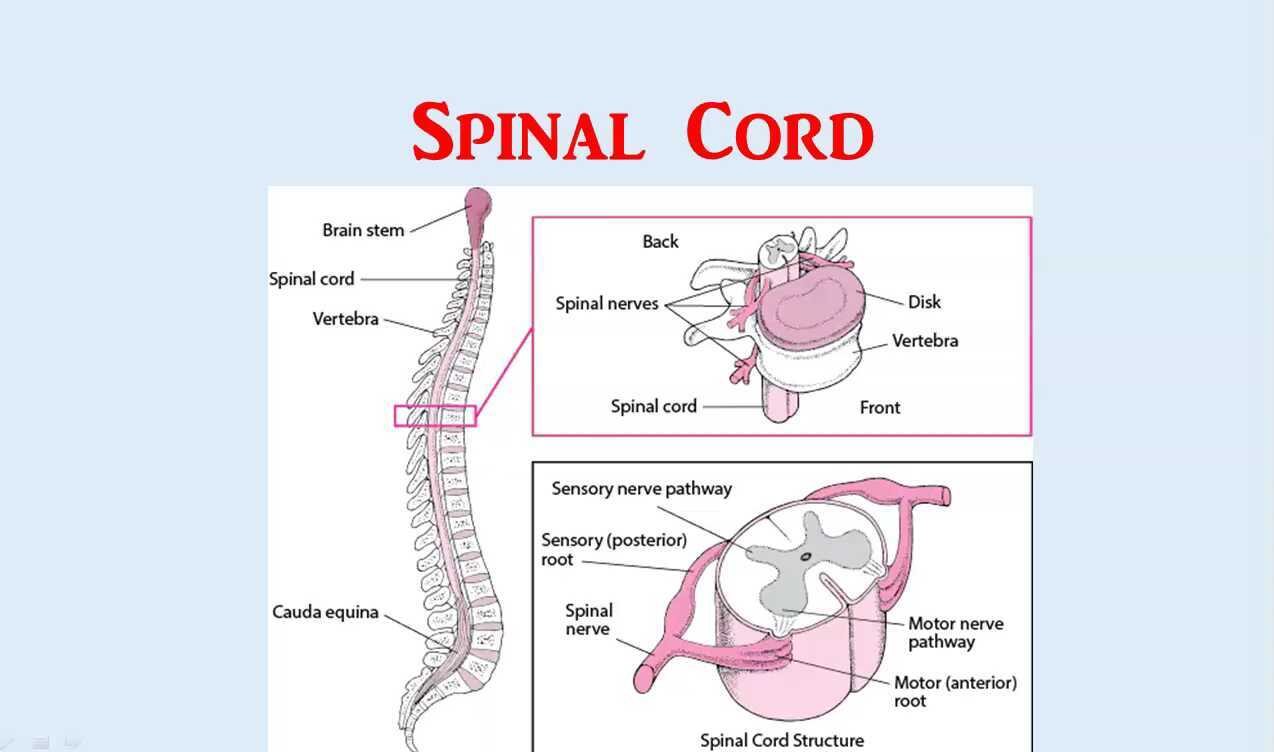 Spinal Cord Part 1 Video