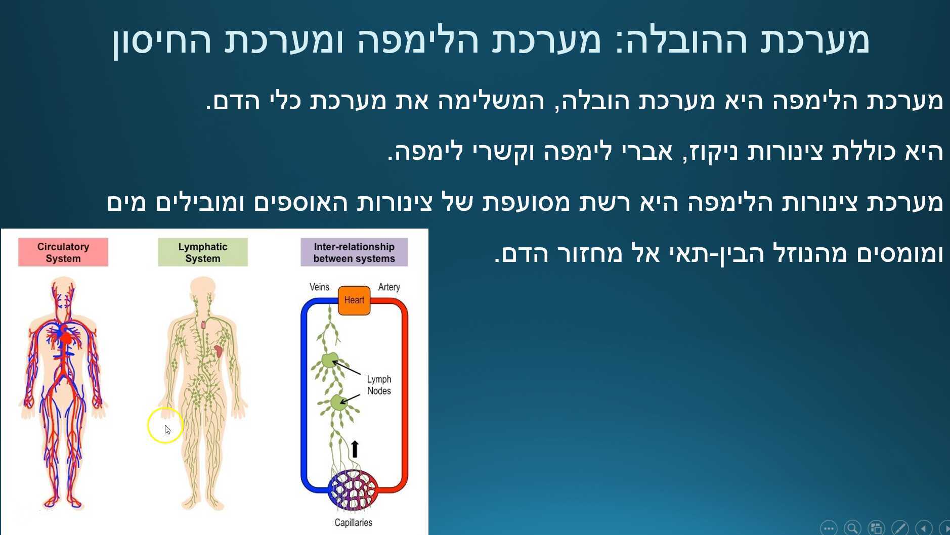 anatomy valss 3 part C