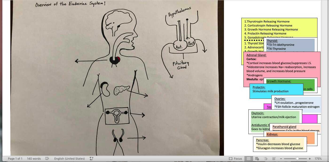 Endocrine.Overview