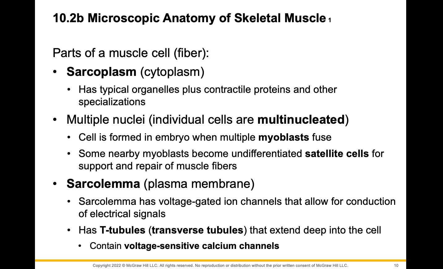 Skeletel.Muscle.Microscopic.Anatomy