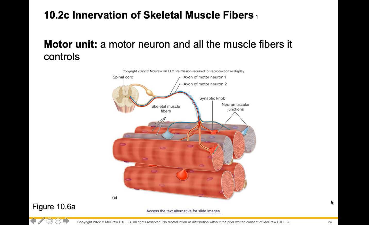 Skeletal.Muscle.Innervation