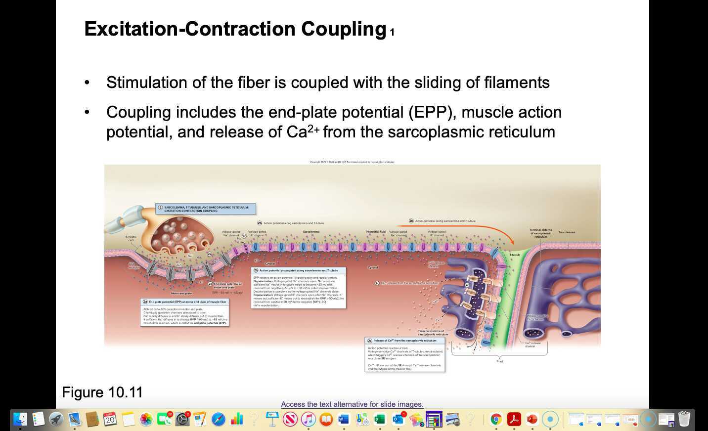 Muscle Contraction: Excitation-Contraction Coupling