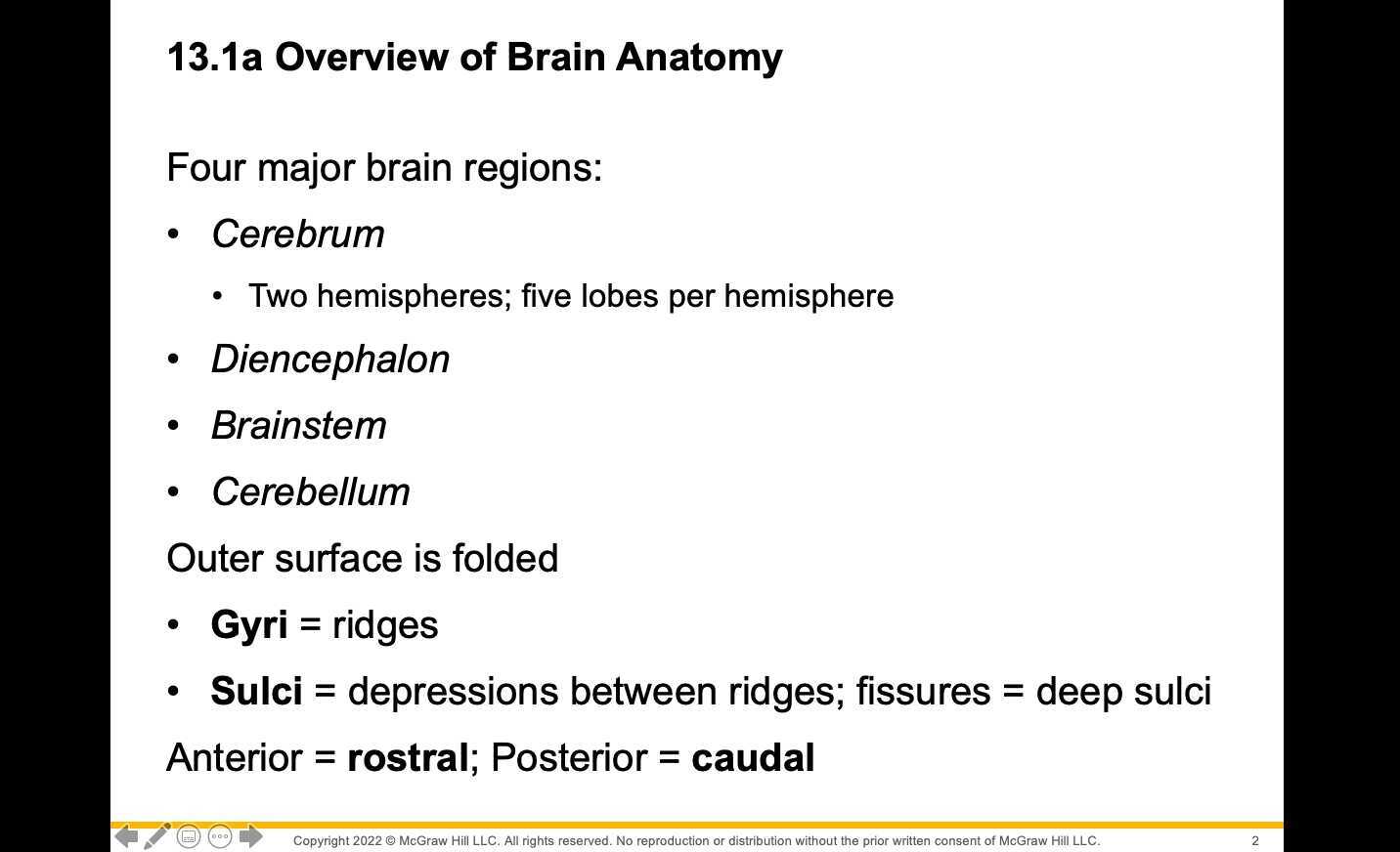 Brain Intro.