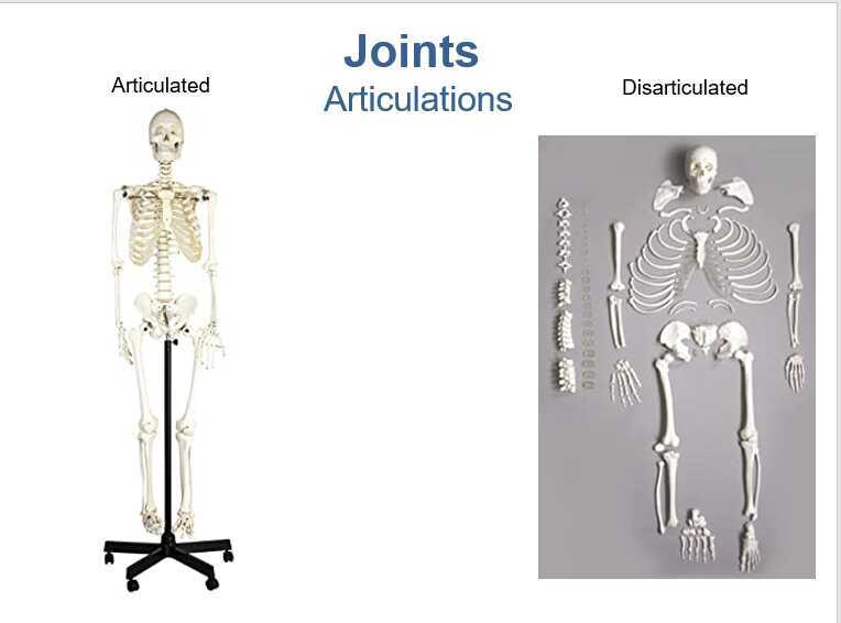 Intro to Joints: axial and appendicular