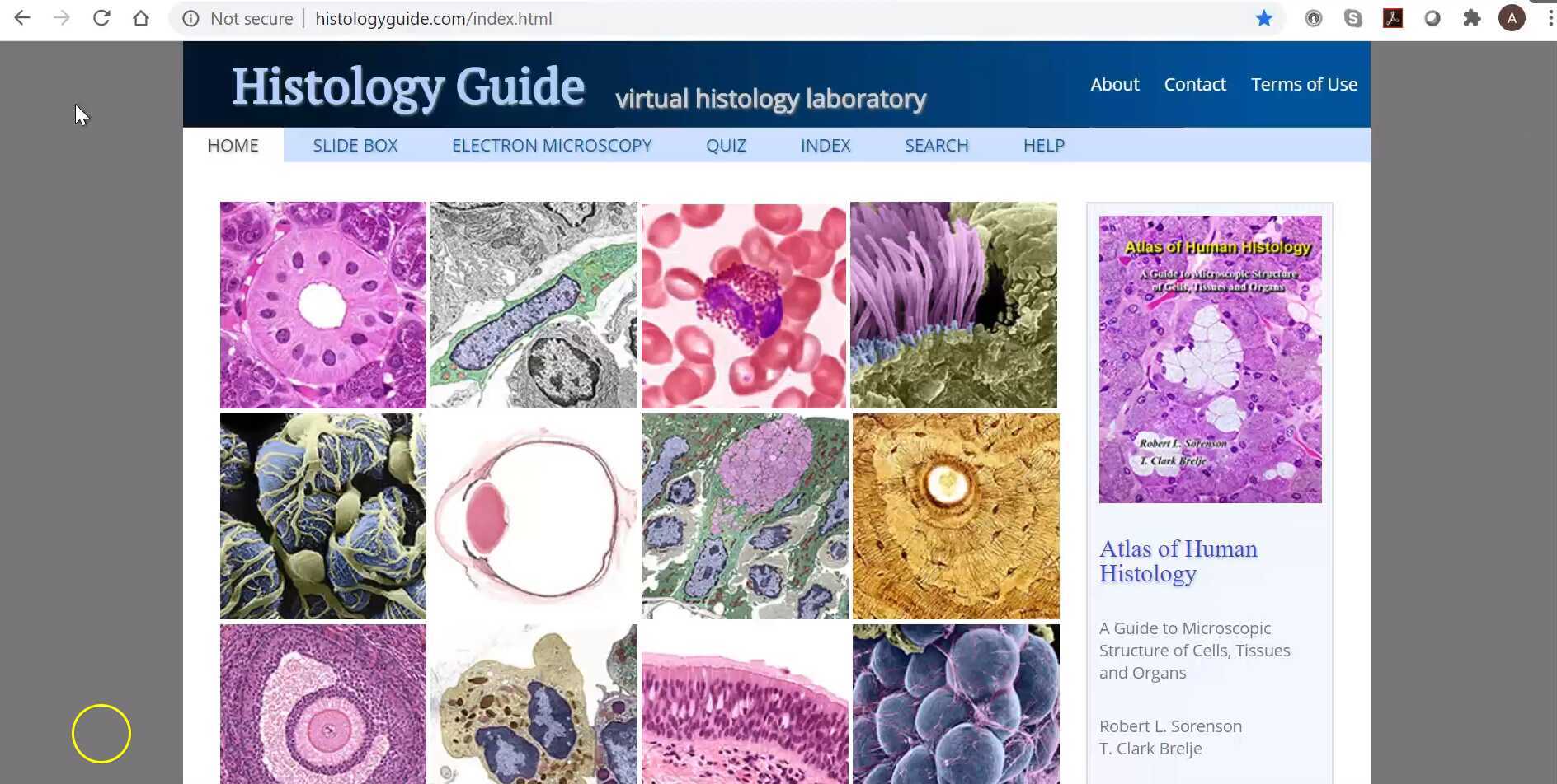 Blood Microscope Slides. How to navigate Histologyguide.com