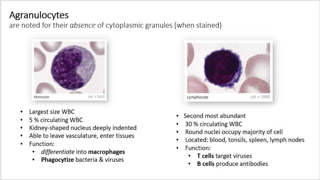 Agranulocytes