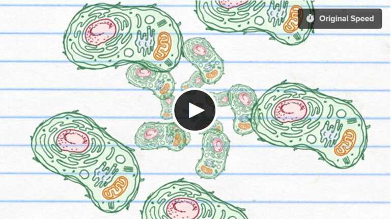 Cell Respiration Flocabulary