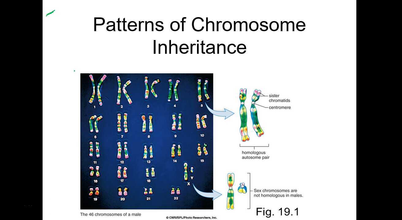 Chapter 19 video 1 chromosome vocabulary- cell cycle