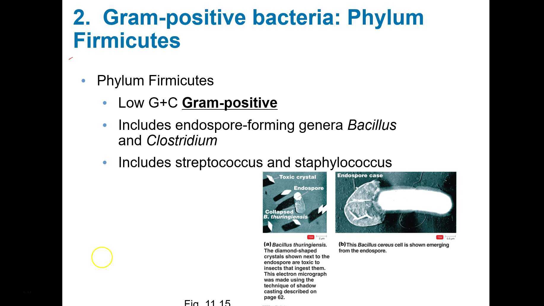 Chapter 11 video 2 Phylum Firmicutes -Staphylococcus aureus