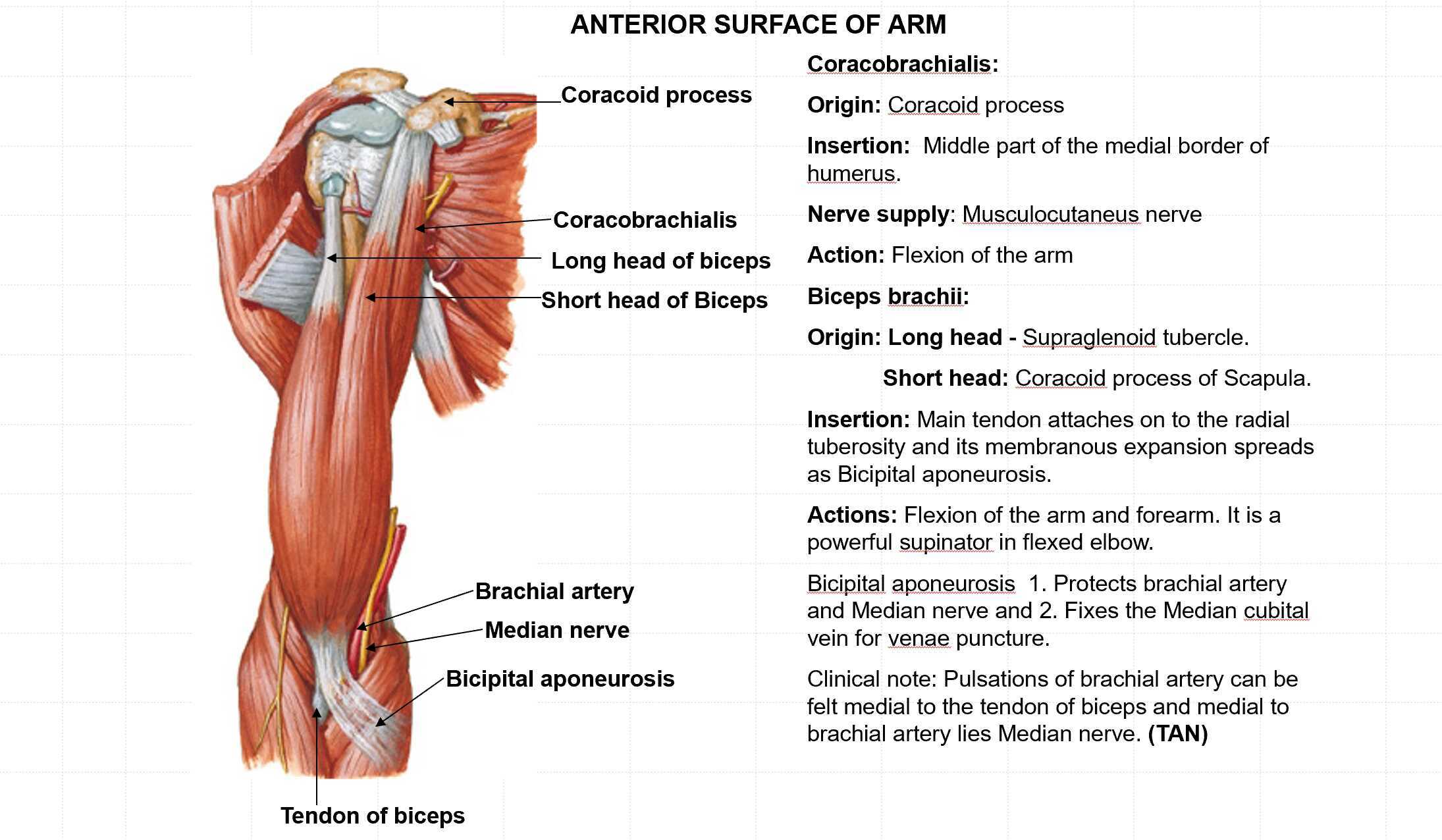 Brachial Anterior and Posterior Compartments