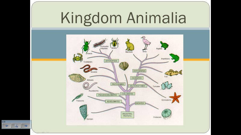 Kingdom Animalia