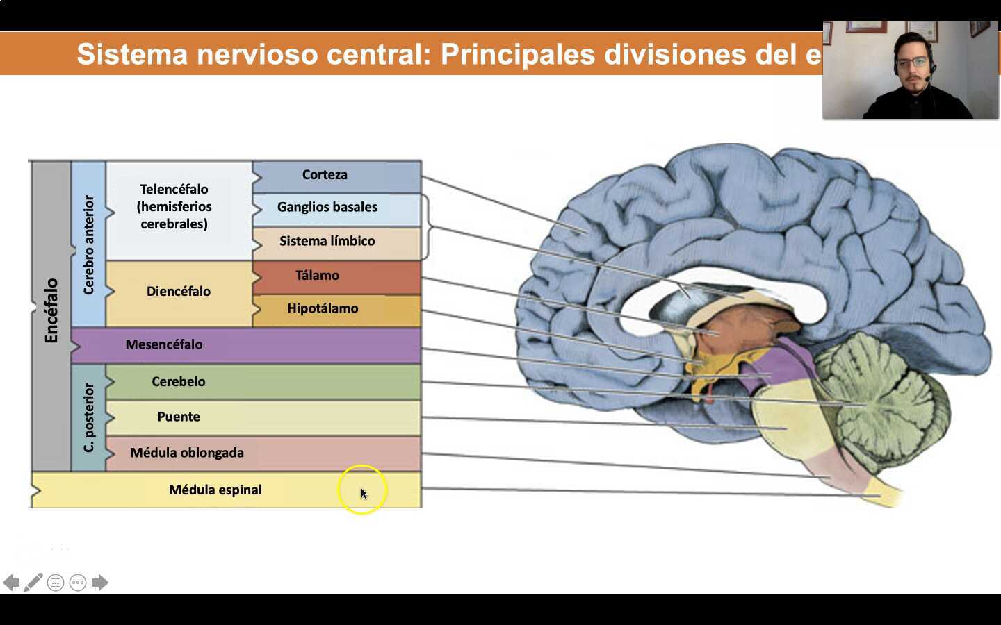 Estructuras subcorticales generalidades
