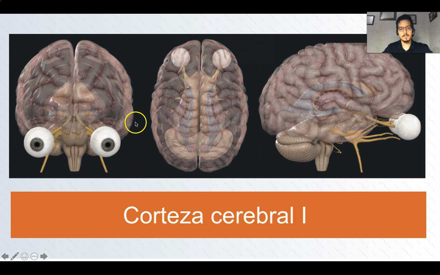 Corteza cerebral 1