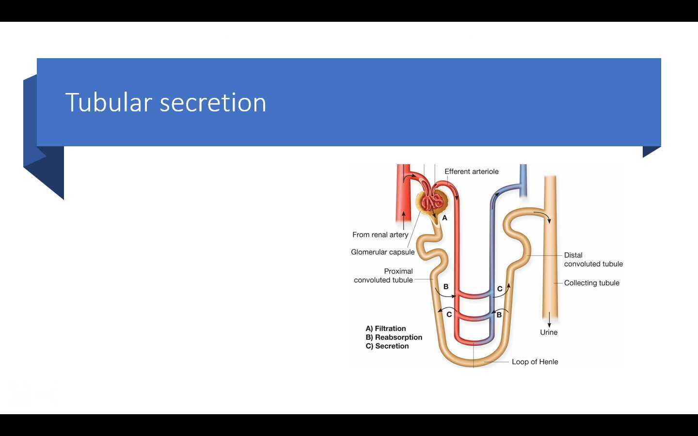 Tubular Secretion