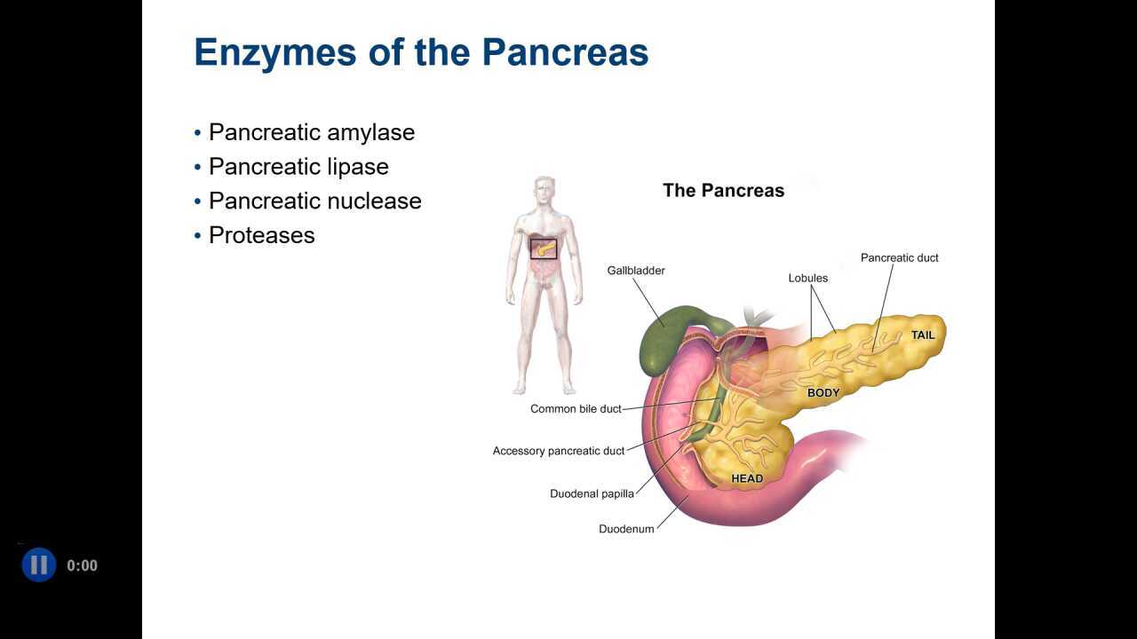 pancreas and intestines