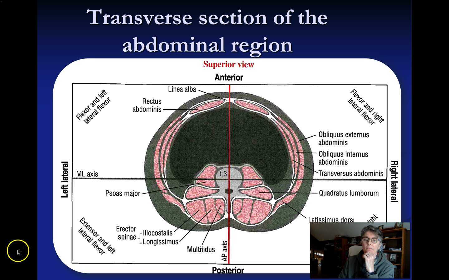 Topic 2 prt 4 Rectus sheath arcuate line