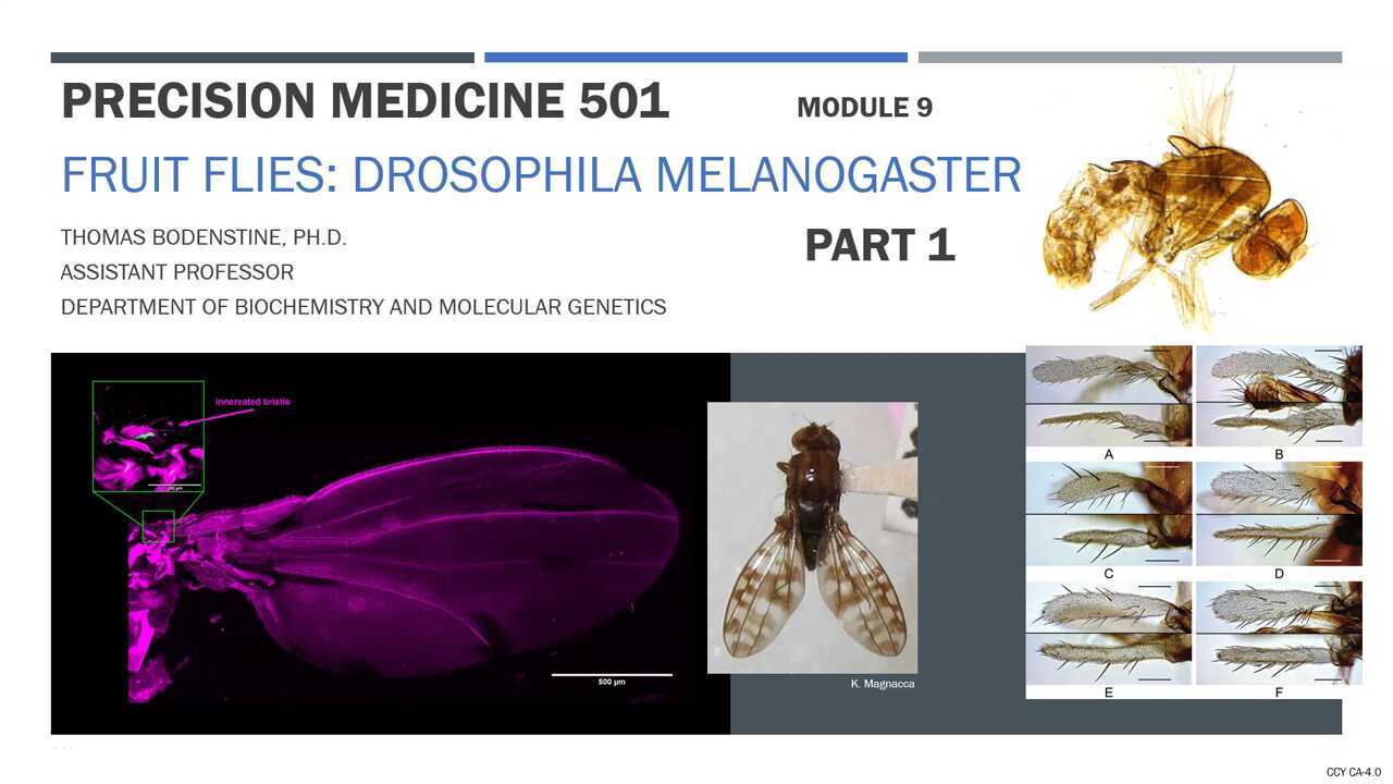 D. melanogaster Part 1