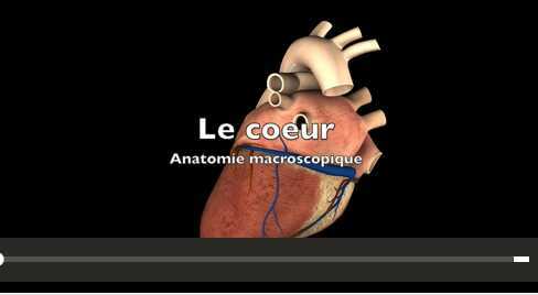 Le coeur : Anatomie macroscopique