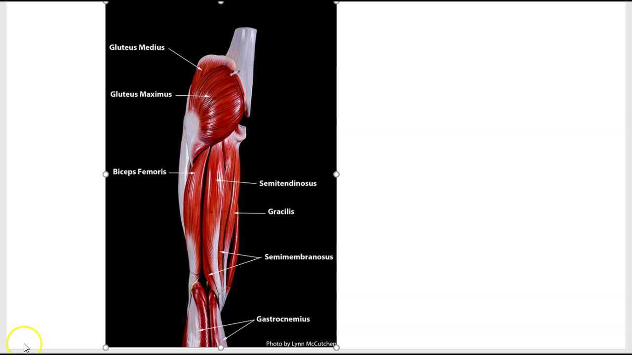 Muscles on the back of the thigh