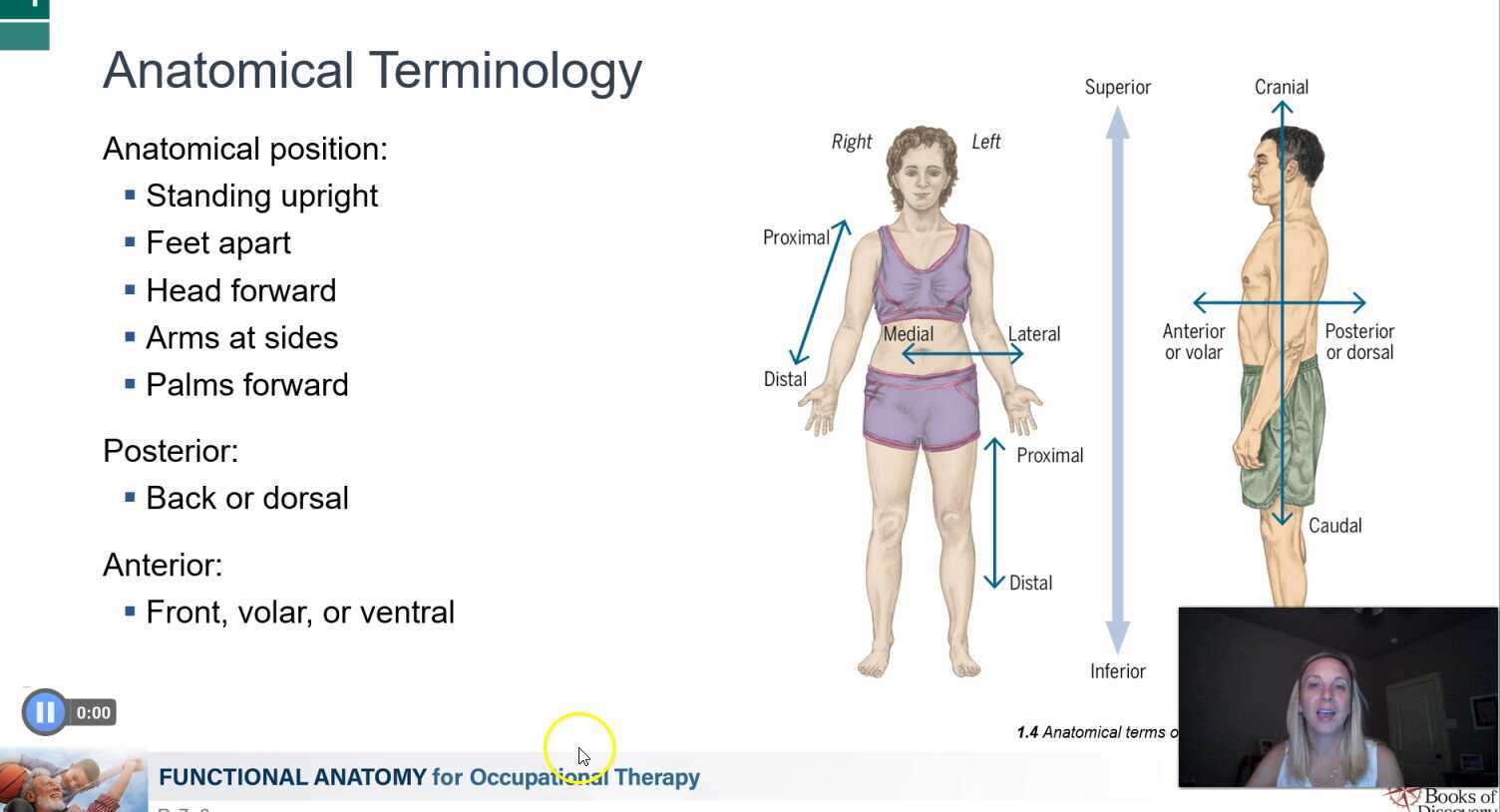 Anatomical terminology and planes and axes