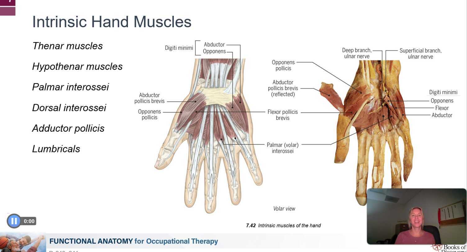 Intrinsic Muscles 2023