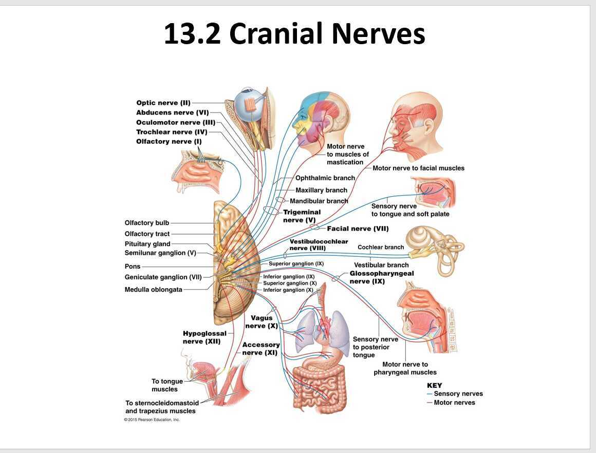 Lecture #46 Cranial Nerves (13.2)