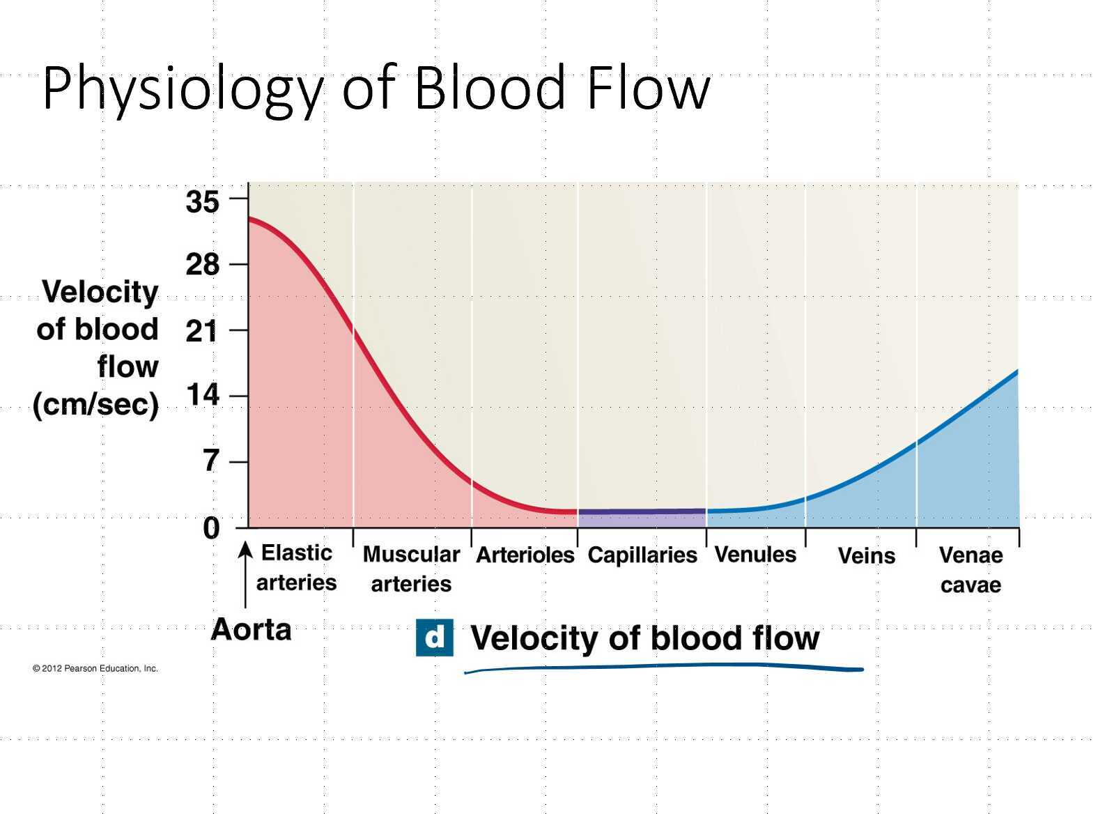 Lecture #17 Physiology of Blood Flow