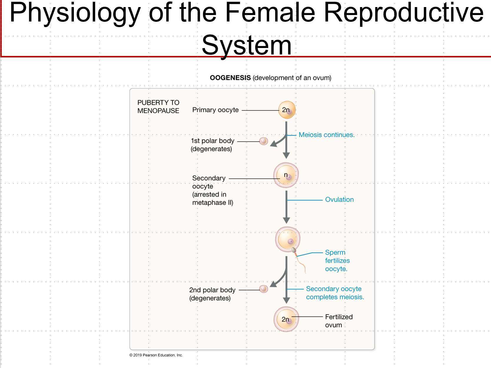 Lecture #66 Physiology of the Female Reproductive System