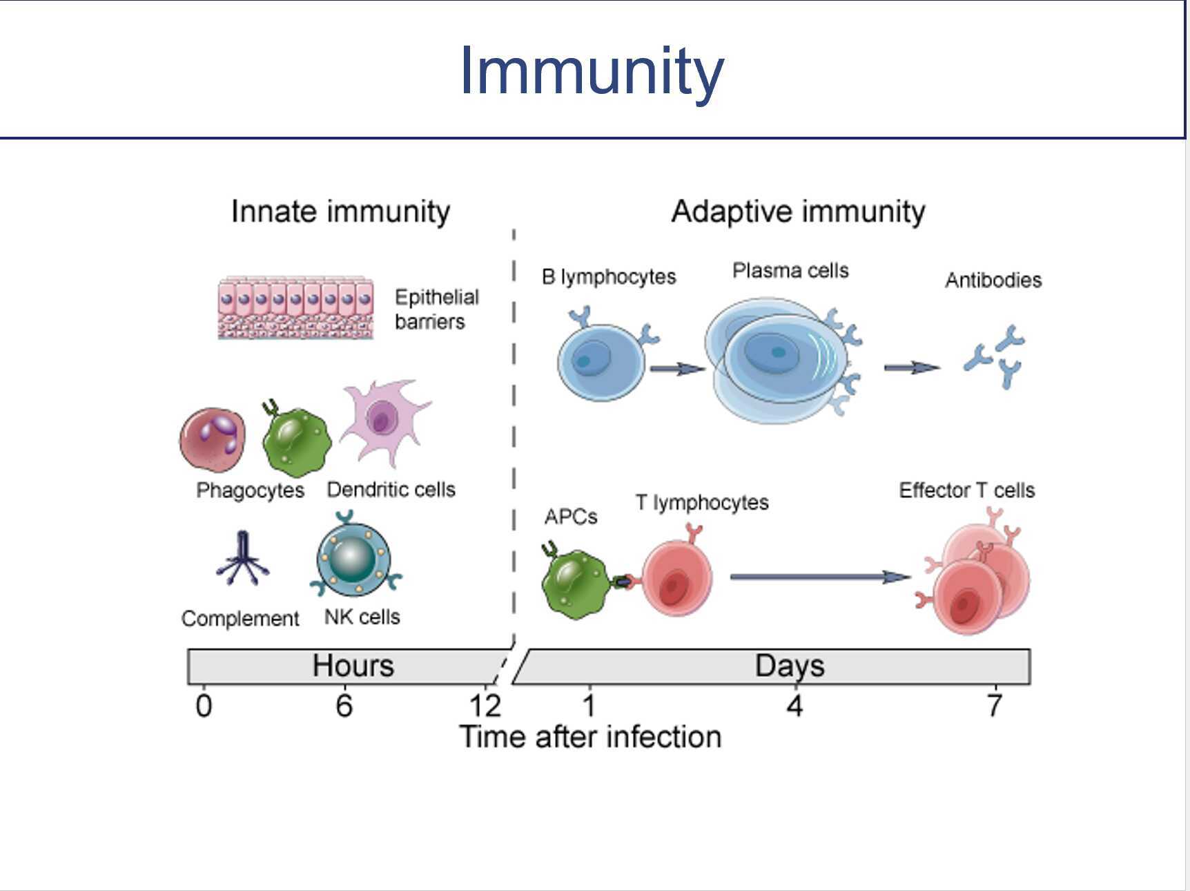 Innate Immunity