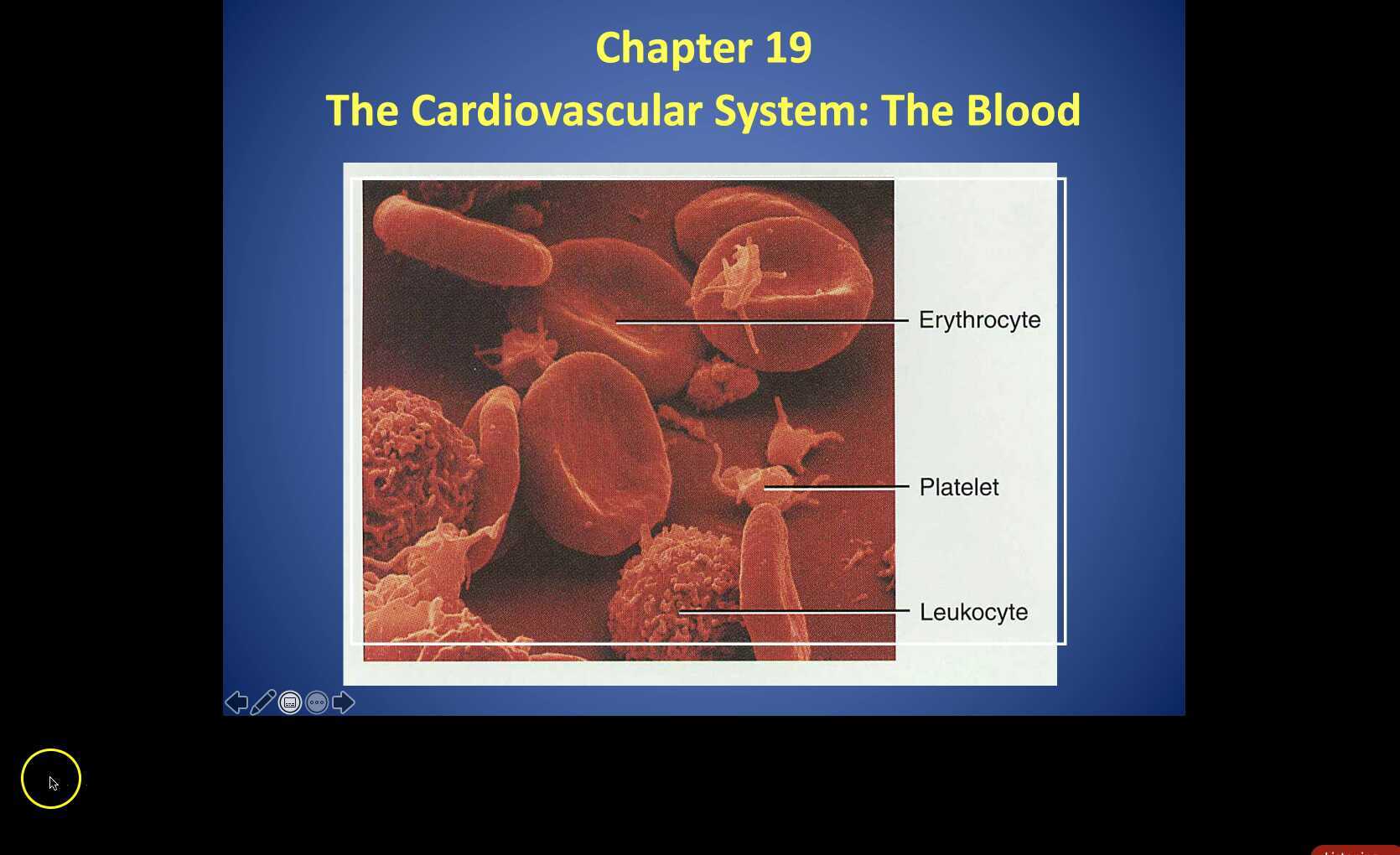 Introduction to Blood