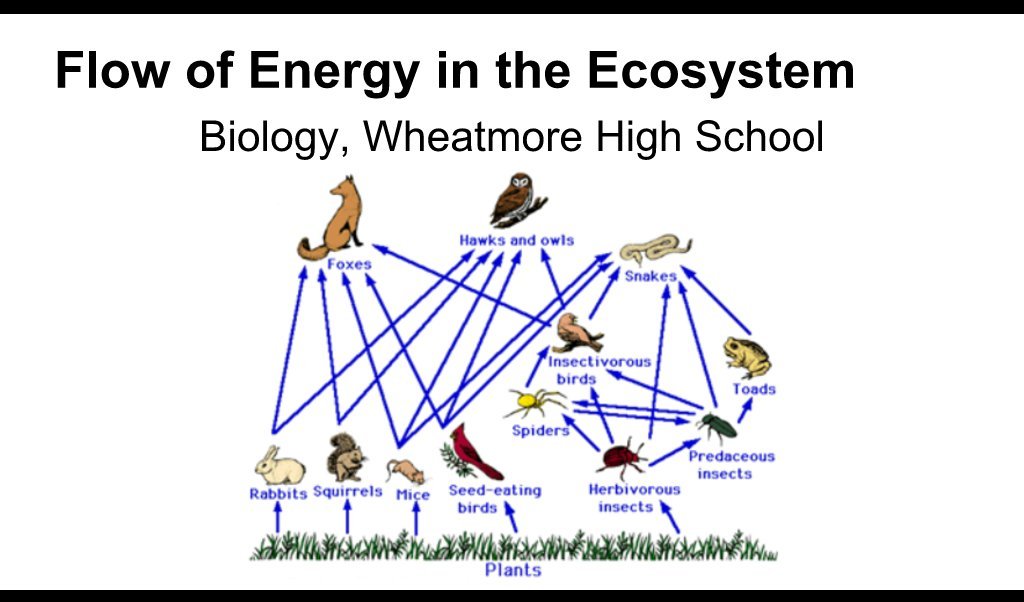 Biology: Flow of Energy in the Ecosystem
