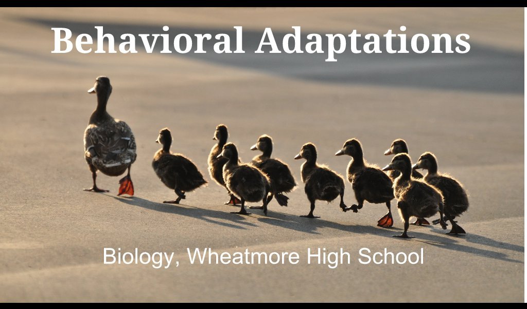Biology: Behavioral Adaptations (Video 1 of 2: Innate & Social Behaviors)
