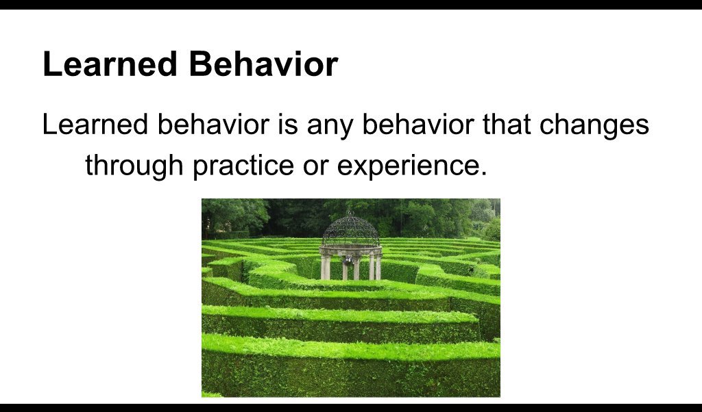 Biology: Behavioral Adaptations (Video 2 of 2: Learned Behavior)