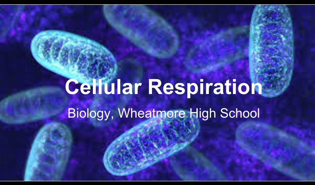 Biology: Cellular Respiration