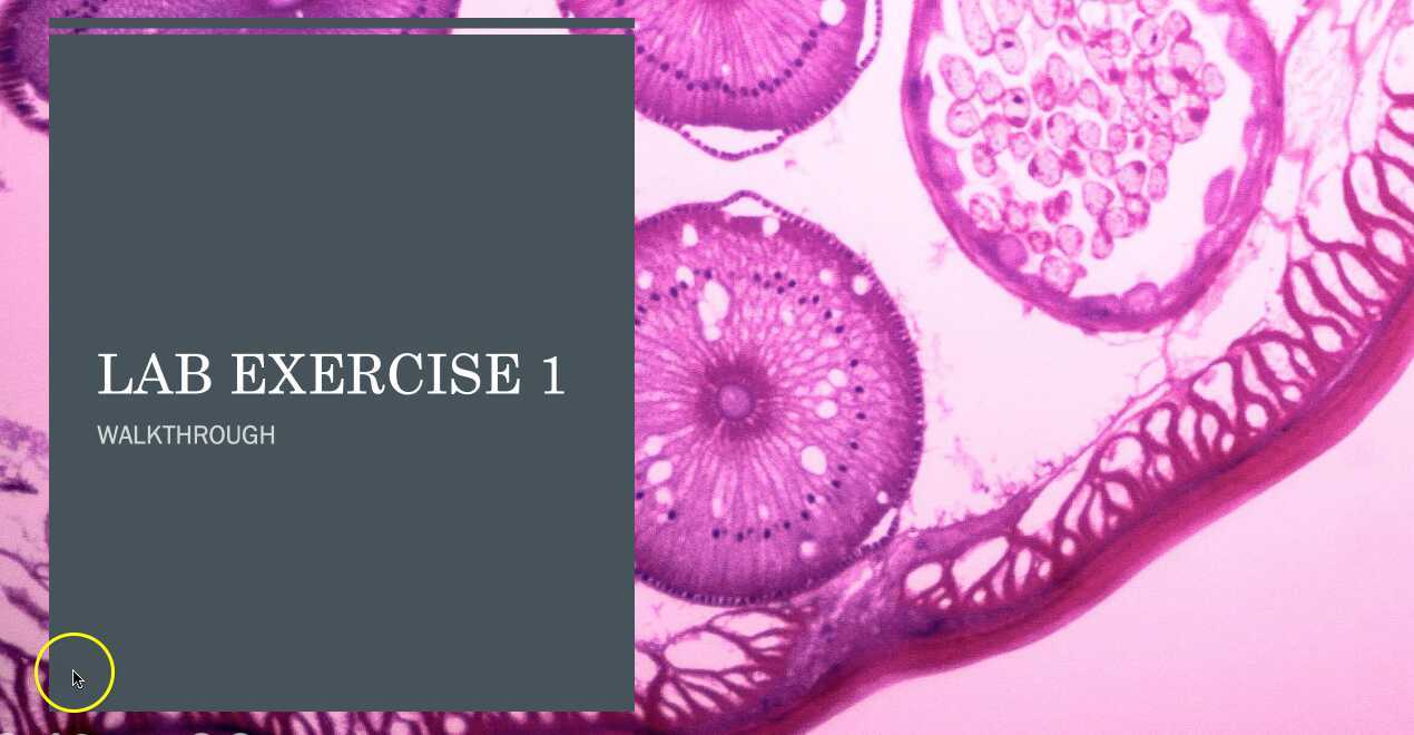 Lab Exercise 1 Walkthrough